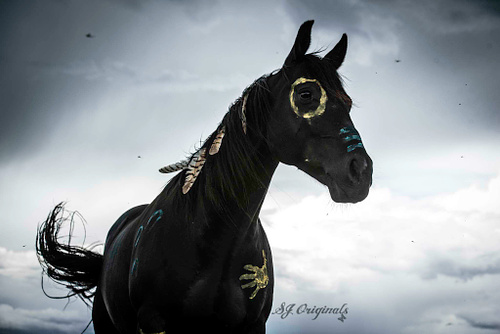 Native Horses | SJ Originals