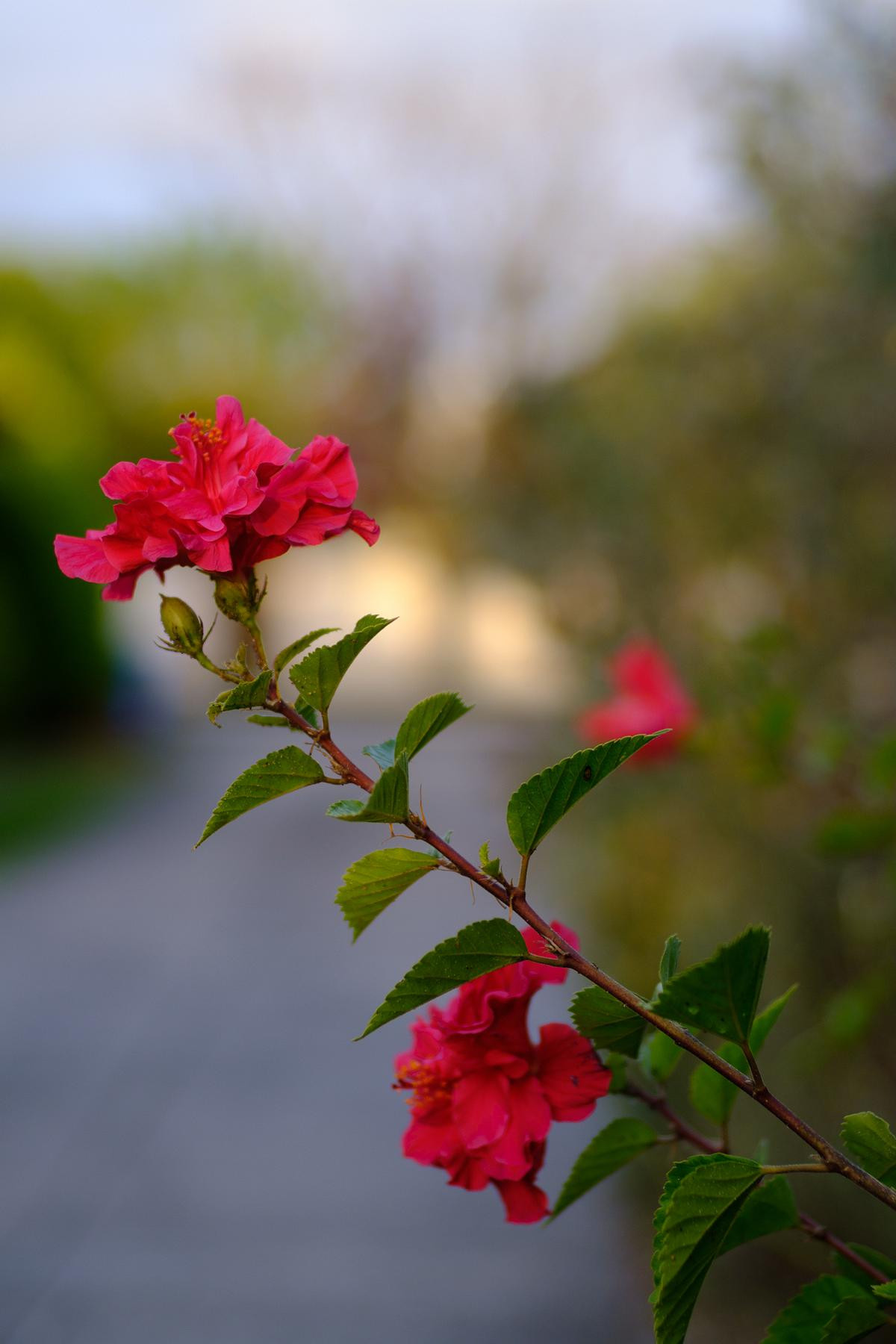 7 Artisans M35mm F1.4 Wen lens for Leica M mount