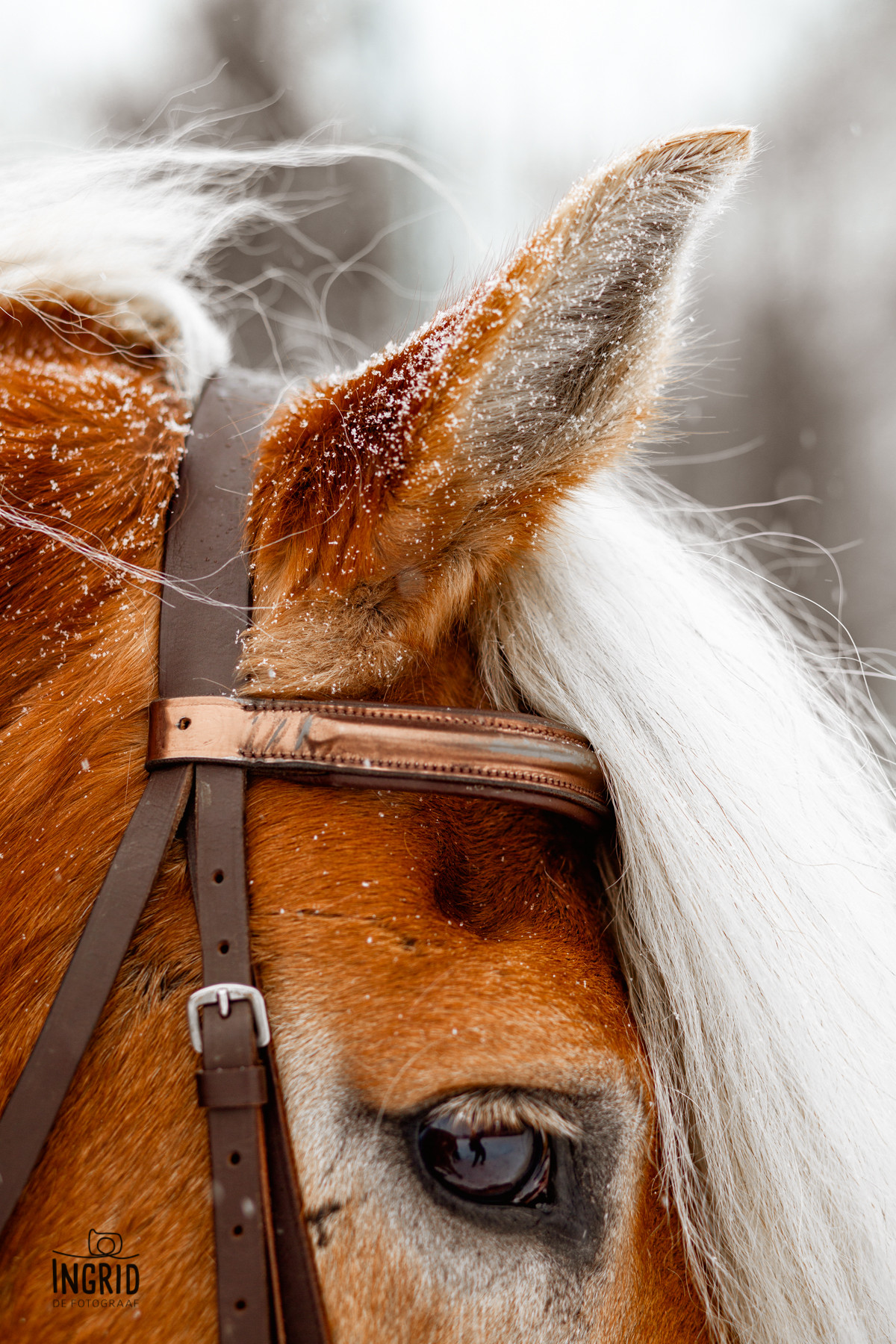 Sneeuw fotoshoot met paard