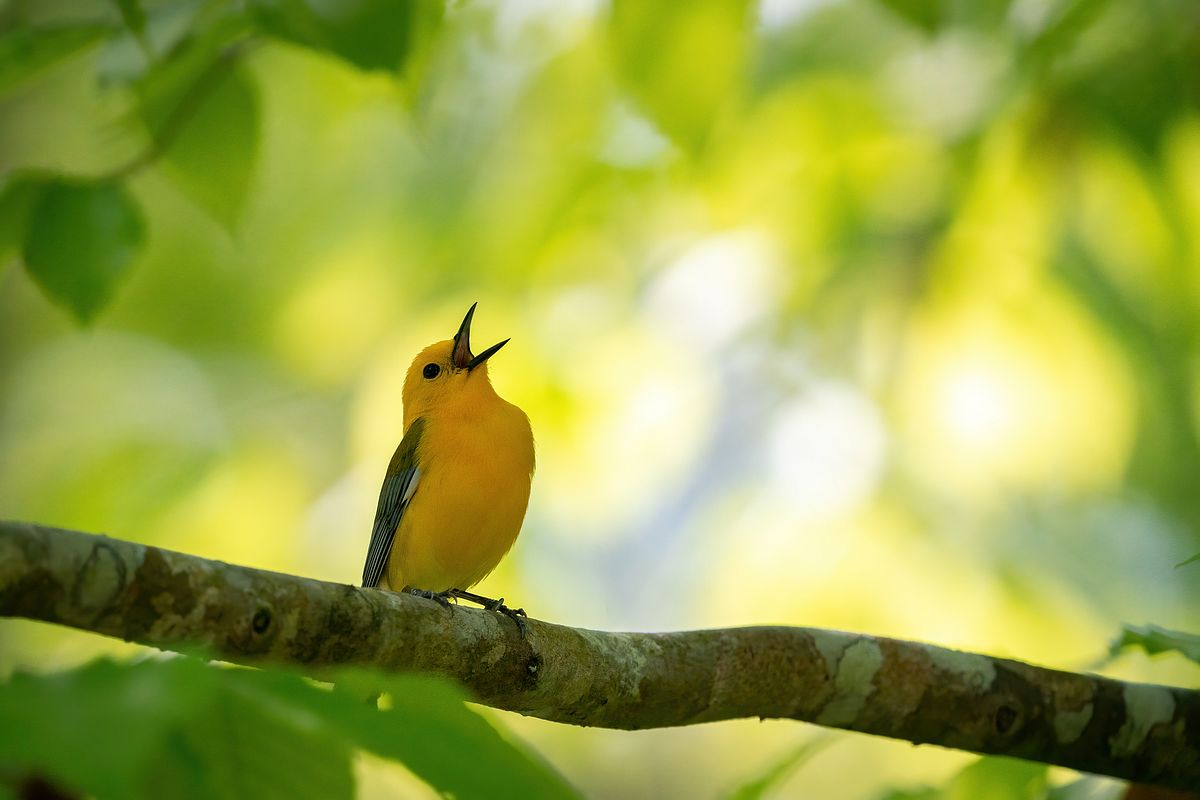 Return of the the Golden Swamp Warbler