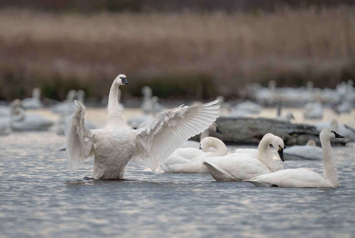 John Mauser Photography - "Sunrise Swans" - Photographing the Tundra ...