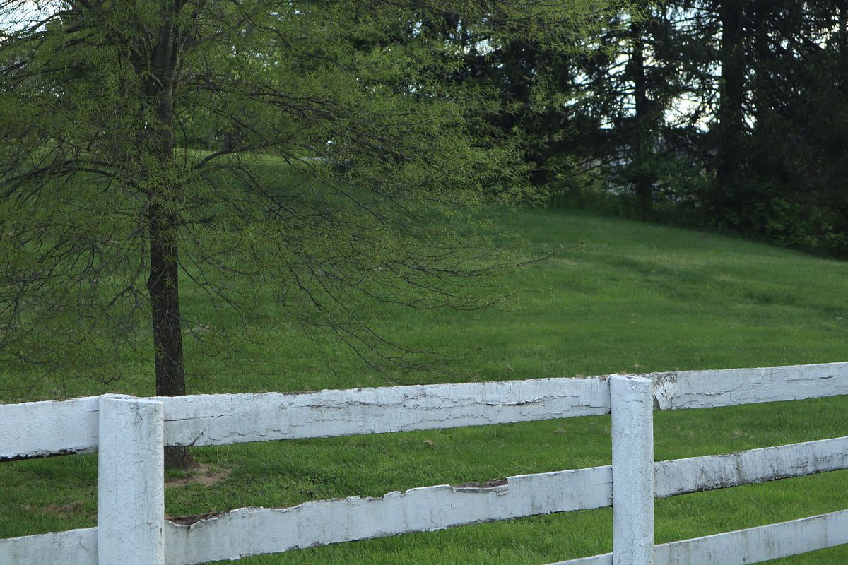 Gallery 7 - Greenery in Spring in Kentucky