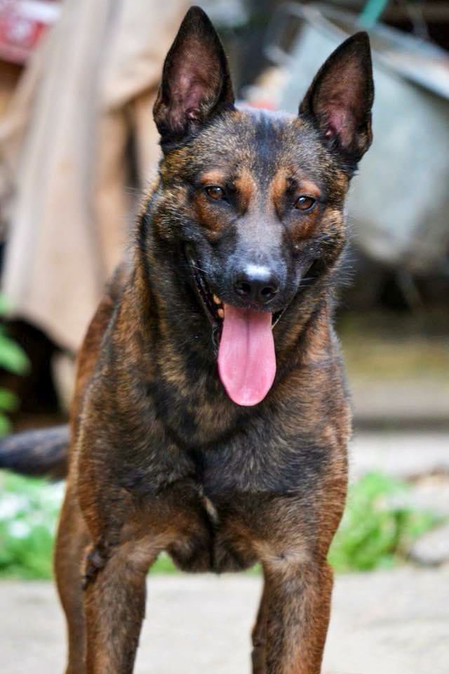 Hulk Smoke on the Water | Zion Malinois