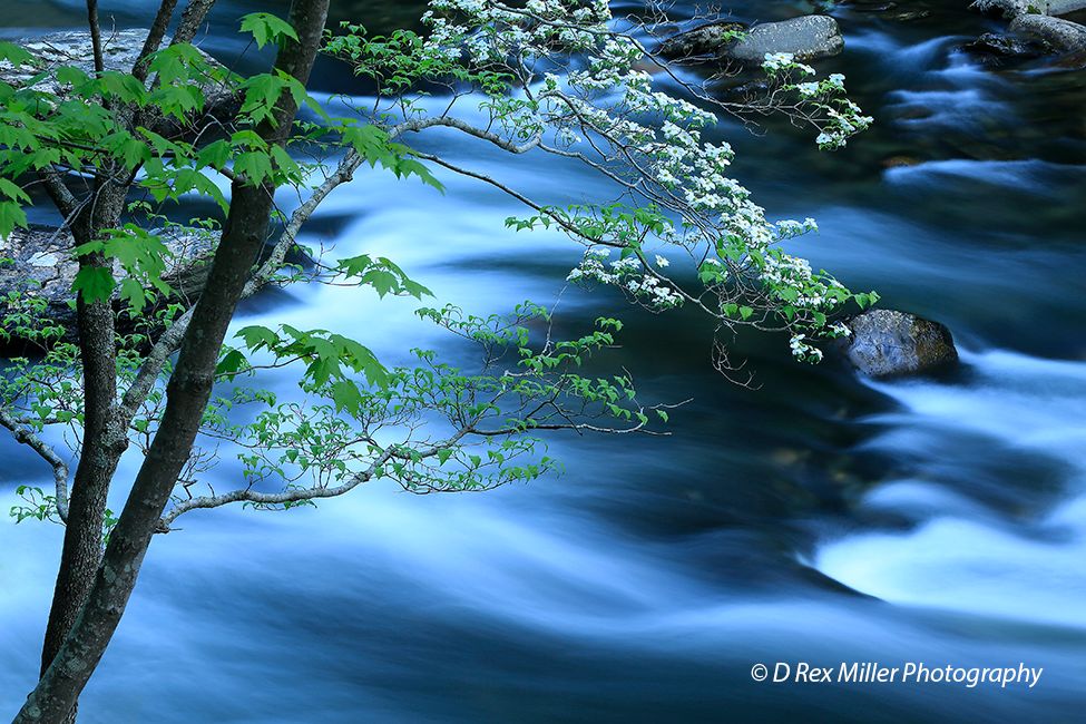 D Rex Miller Photography | Images of Natures Design