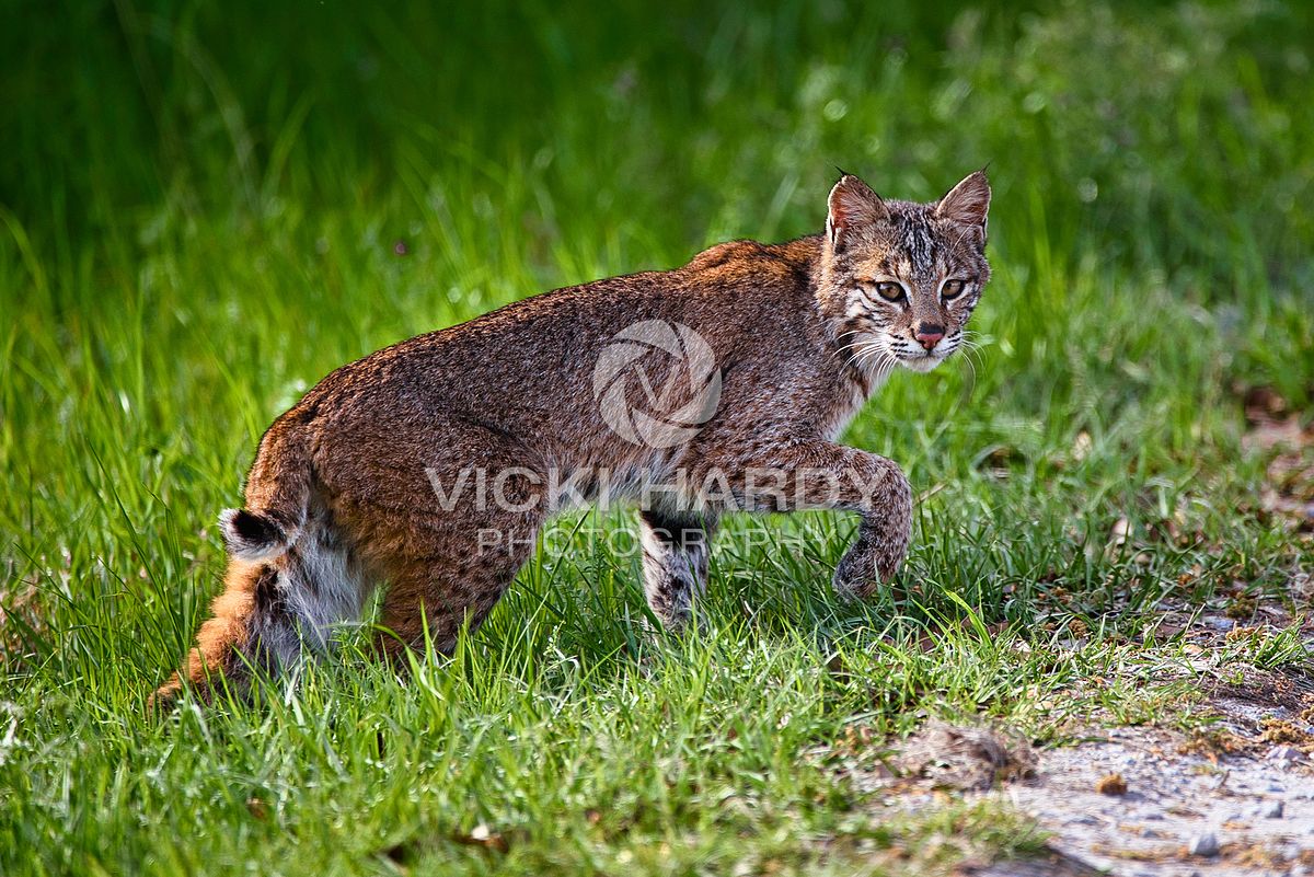 Vicki Hardy Photography Wildlife
