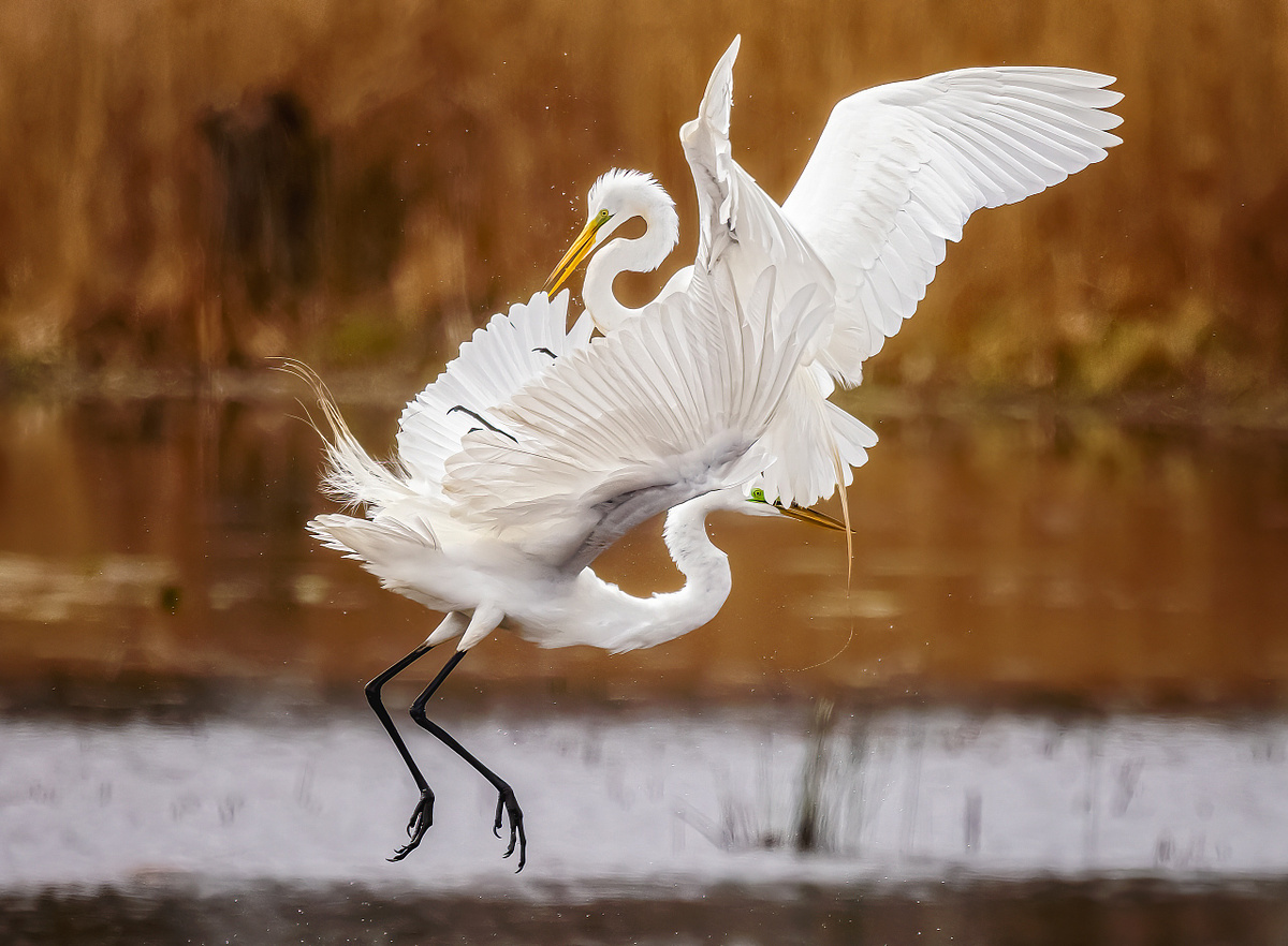 Harsens Island Photography | Capturing the Island