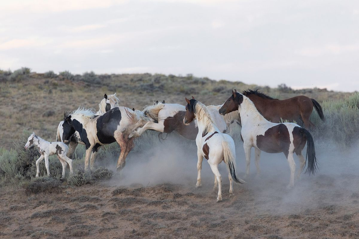 Thor and Takoda's New Arrival!