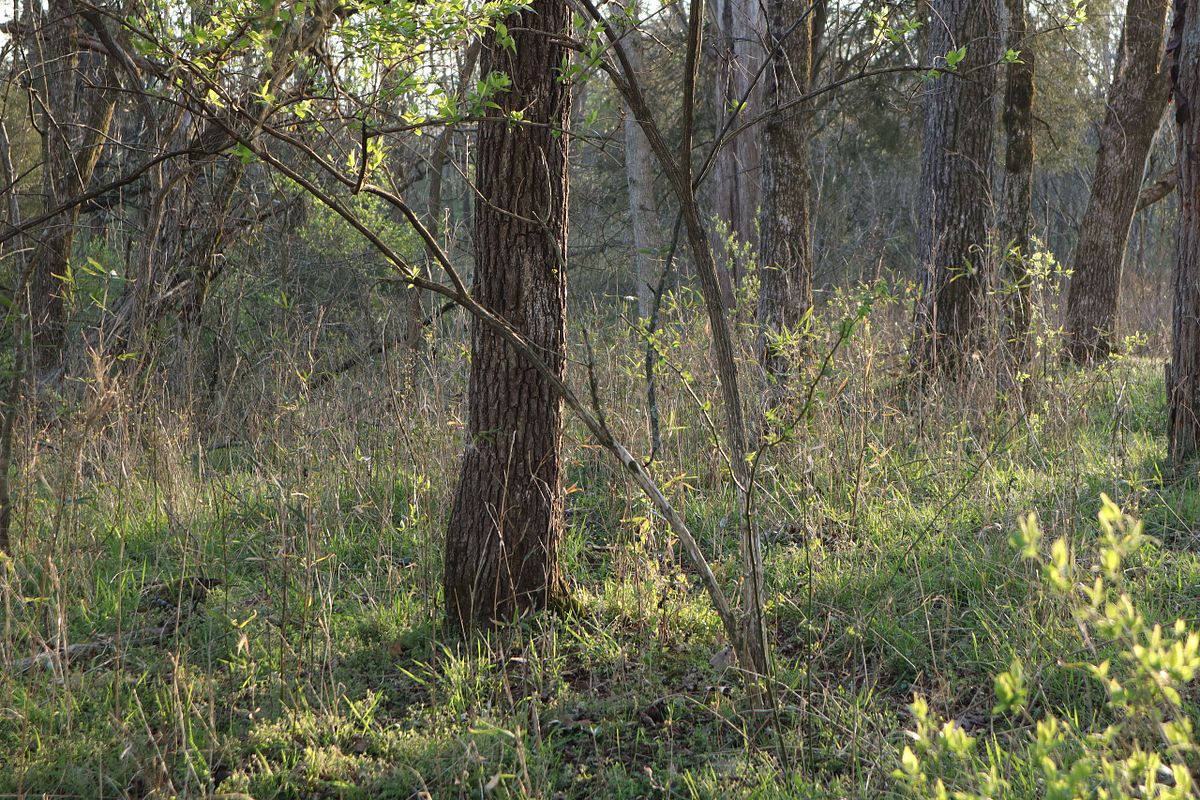 Gallery 4 - forest in March in Kentucky