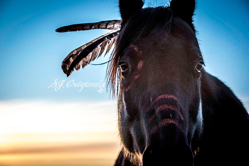 Native Horses | SJ Originals