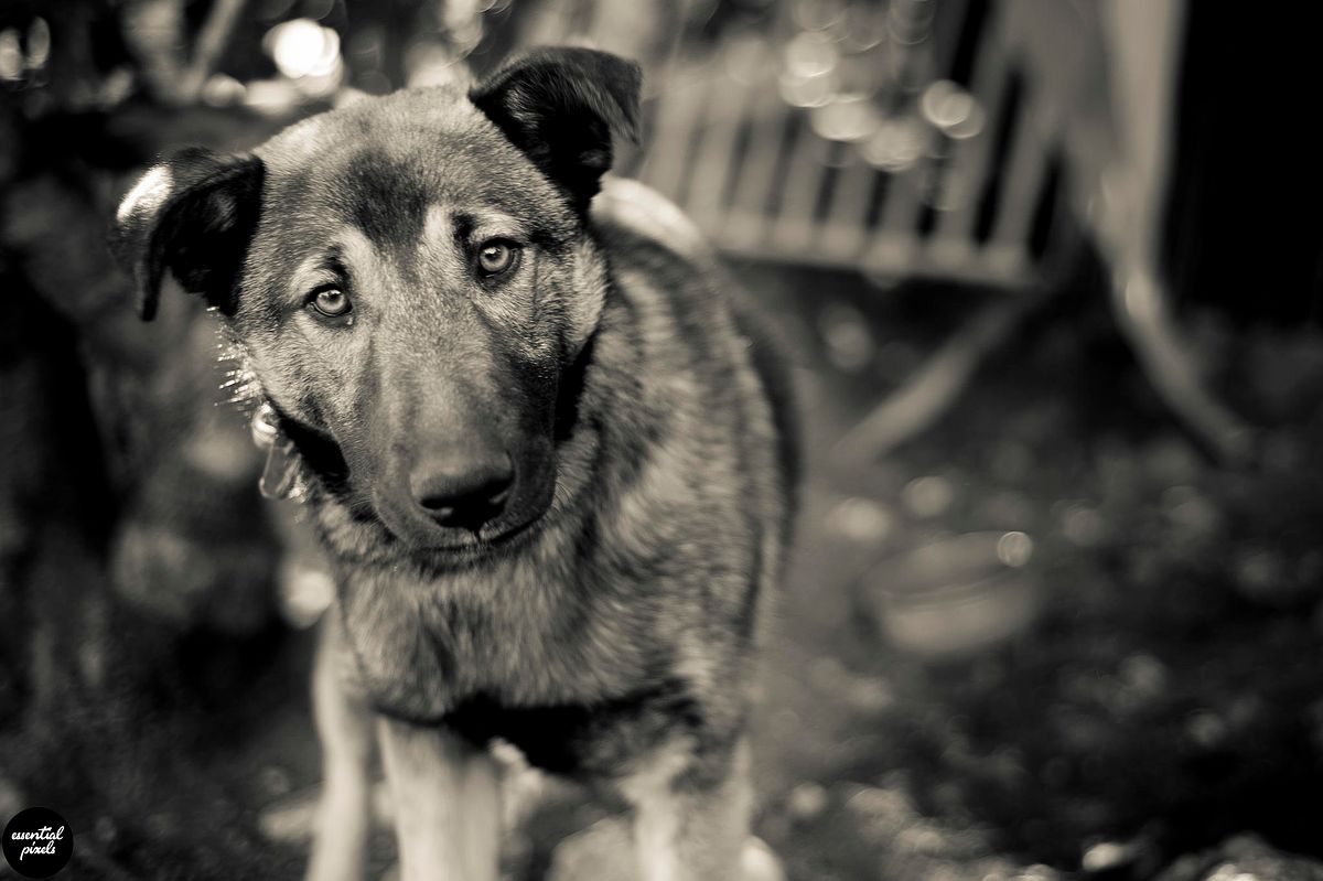 "Stray Portraits" | Essential Pixels