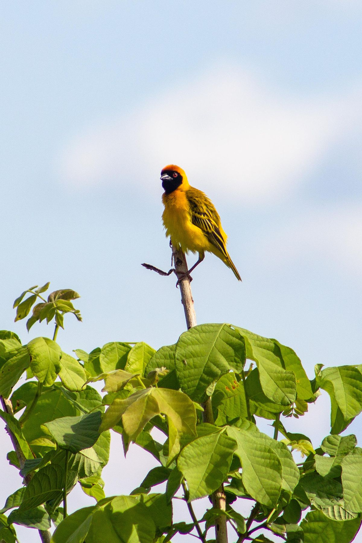 Megan Carruthers, Photographic Artist - Harare, Zimbabwe