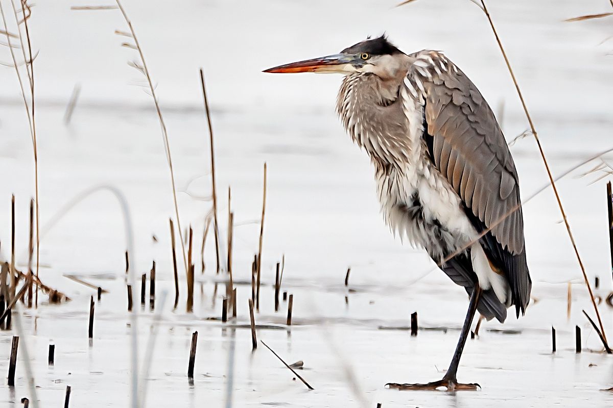 Harsens Island Photography | Capturing the Island
