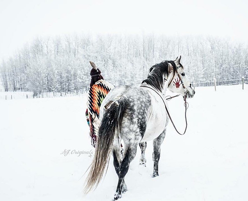 Native Horses | SJ Originals