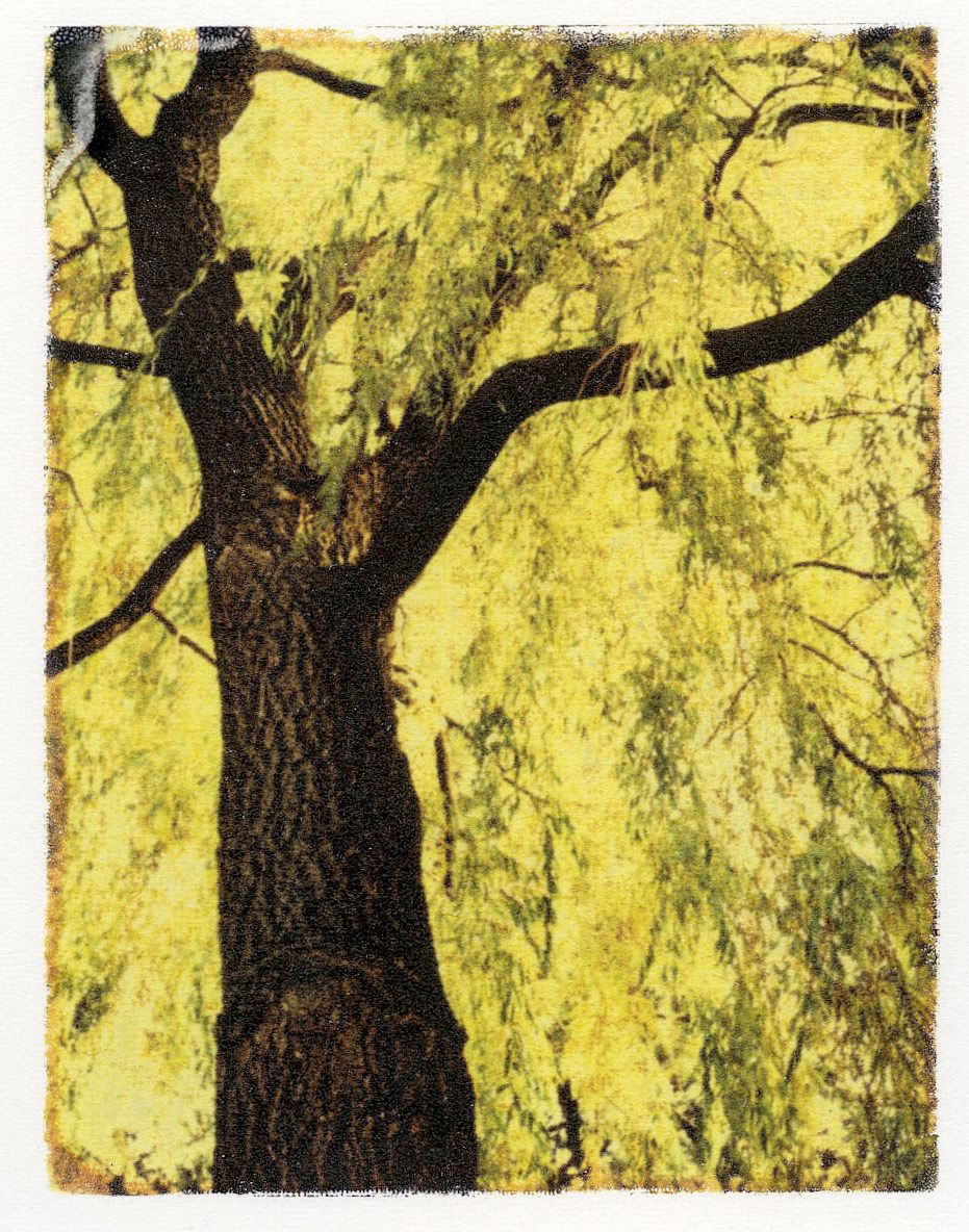 Restored Images | Marilyn Ruth Skinner