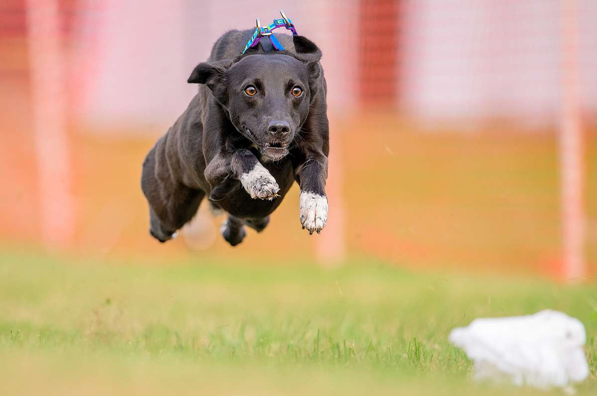 FastCAT for Beginners