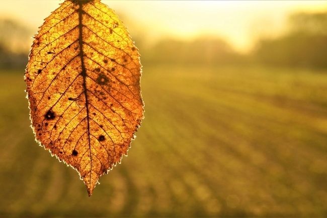 How to do Bokeh Photography - 15 Easy Tips to Create Stunning Bokeh Effect