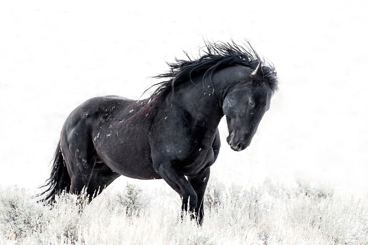 Wild Horses photographed in a snowy and wintry landscape