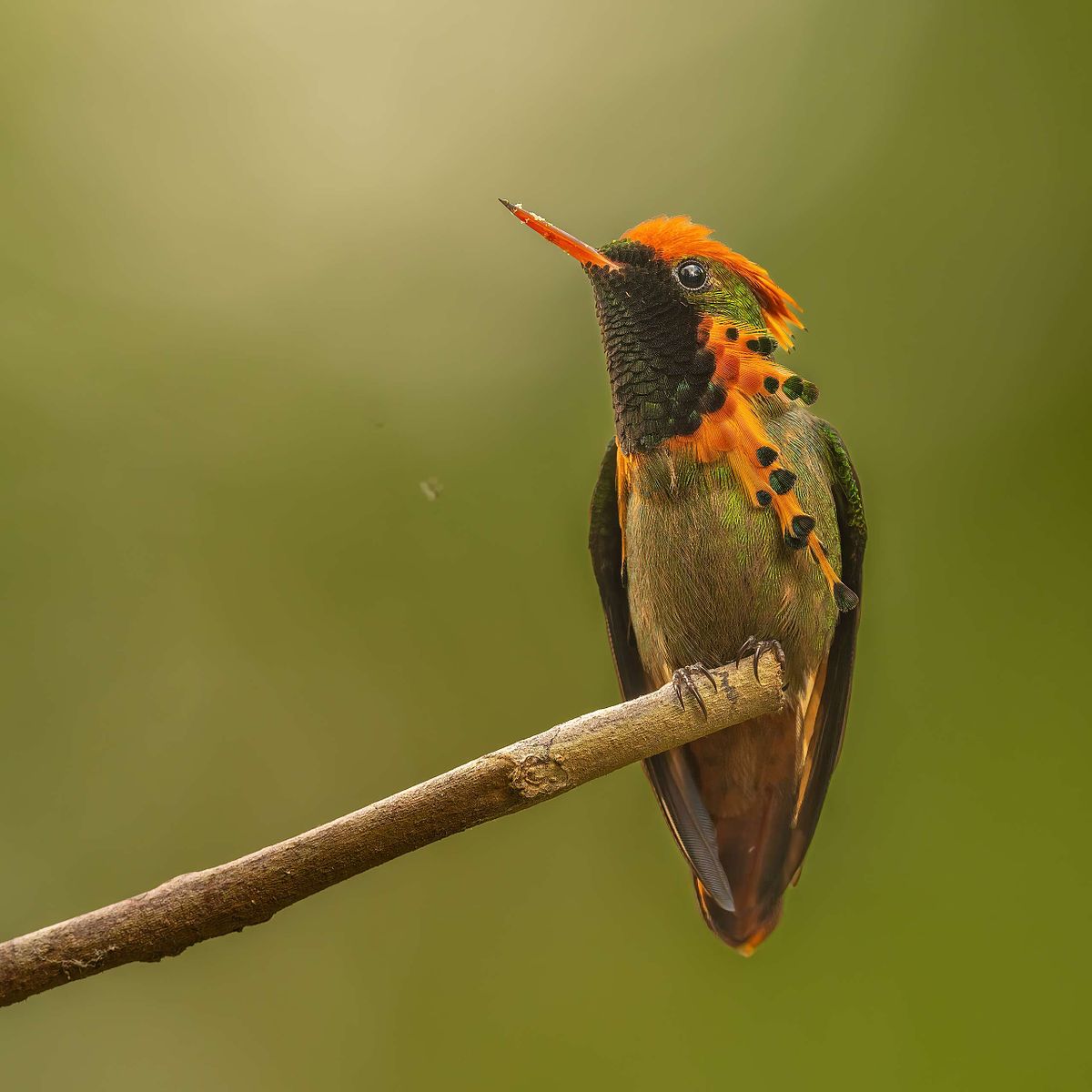 Birds of Trinidad and Tobago