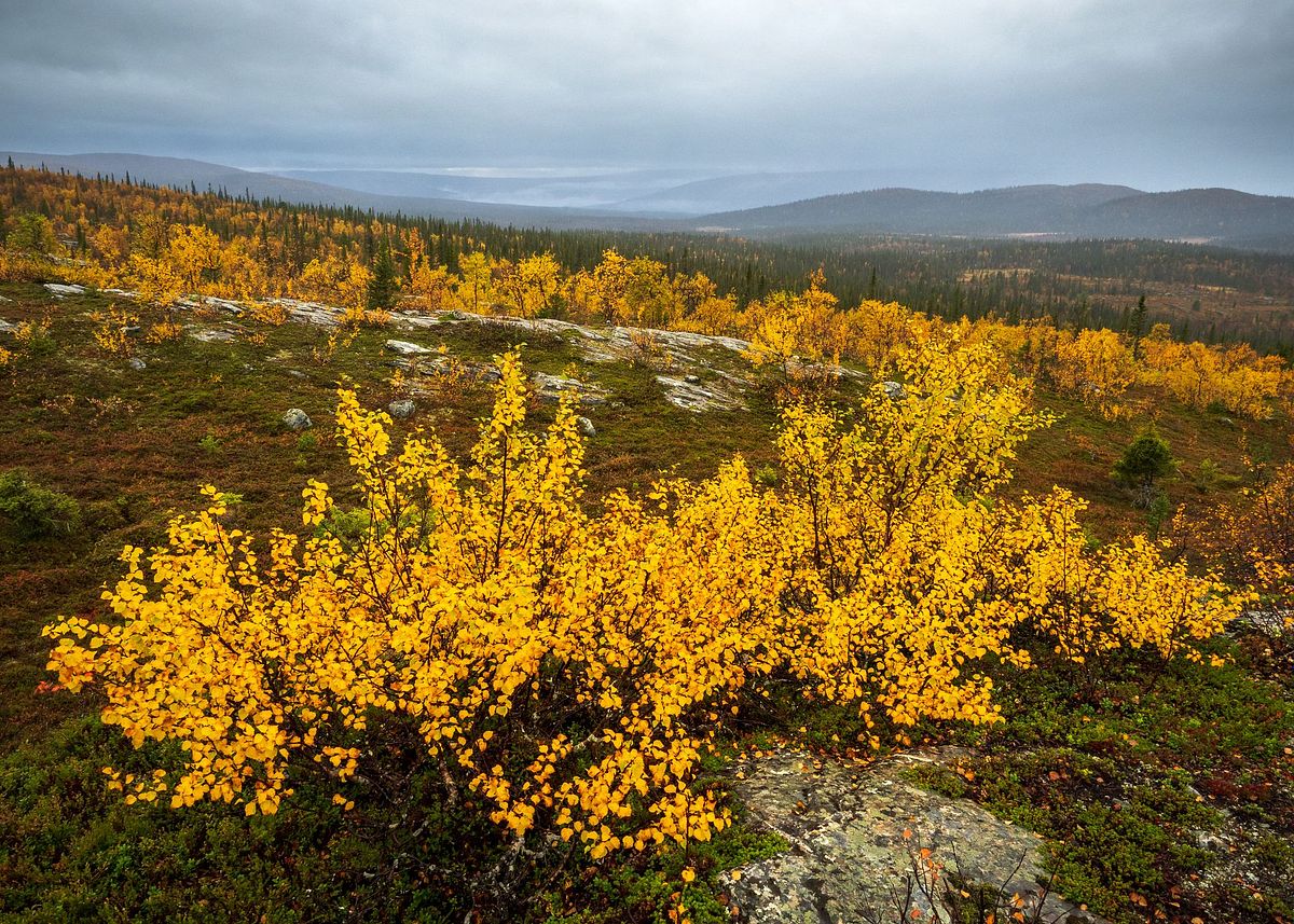 Swedish Laplands Autumn Colors