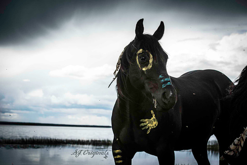 Native Horses | SJ Originals