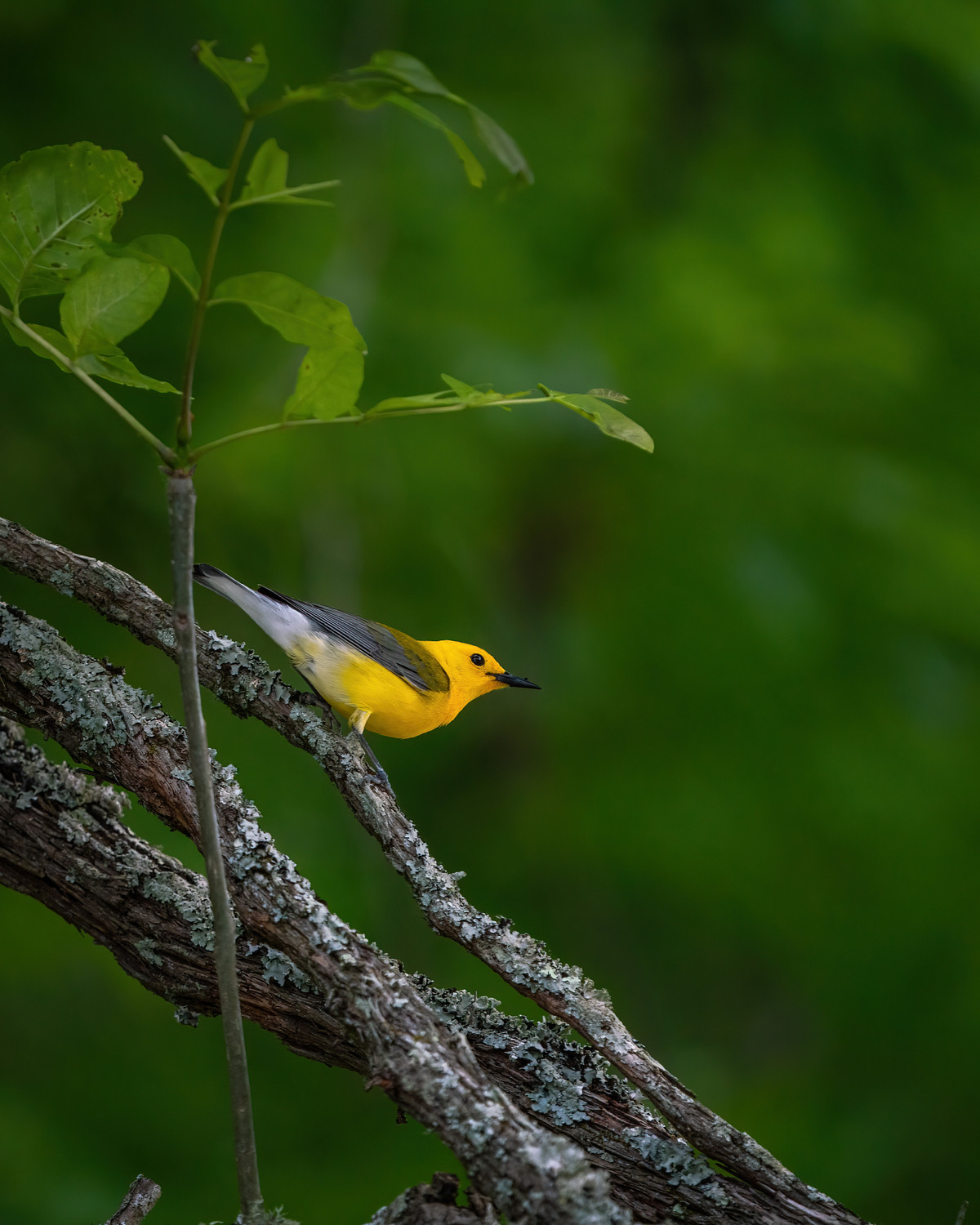 Return of the the Golden Swamp Warbler