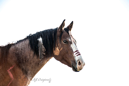 Native Horses | SJ Originals