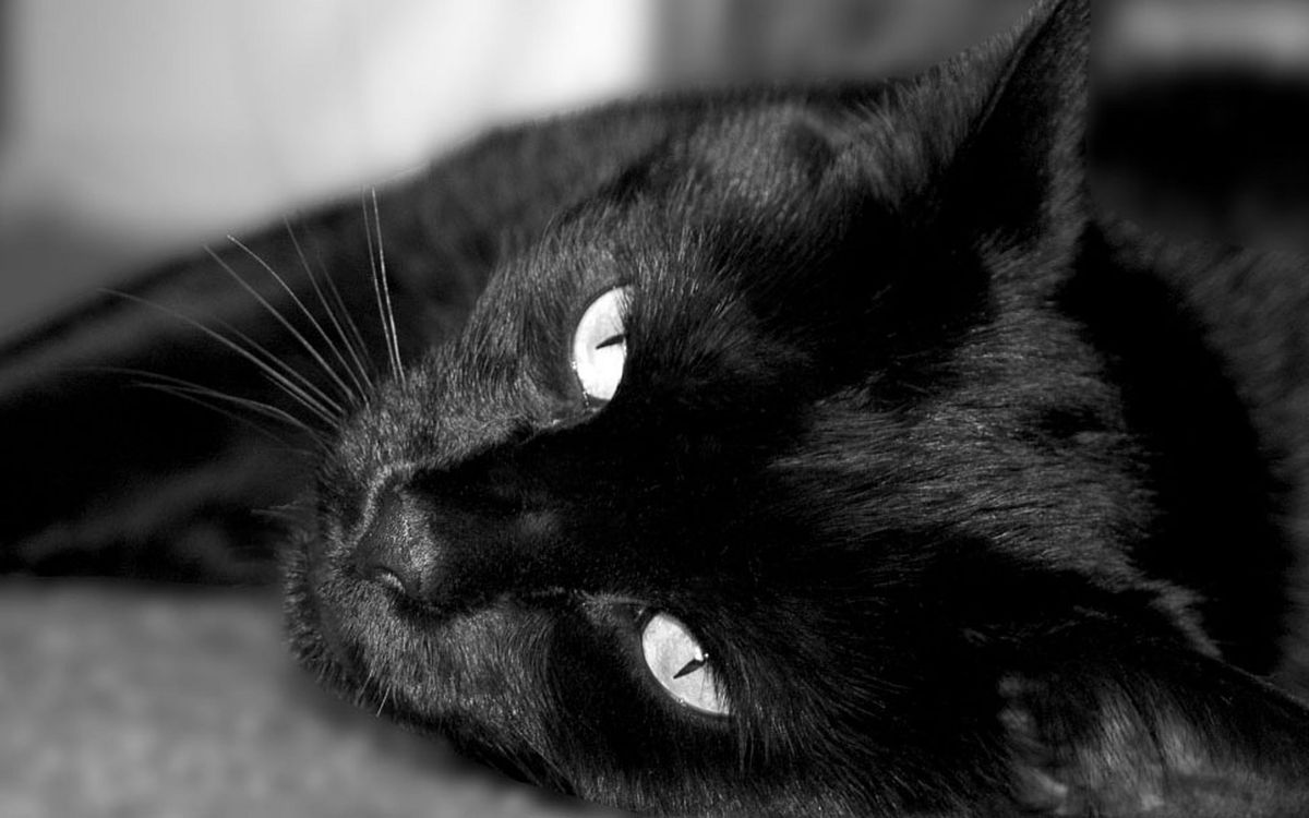 pets