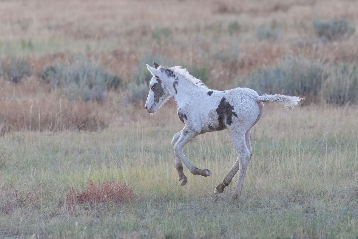 Thor and Takoda's New Arrival!
