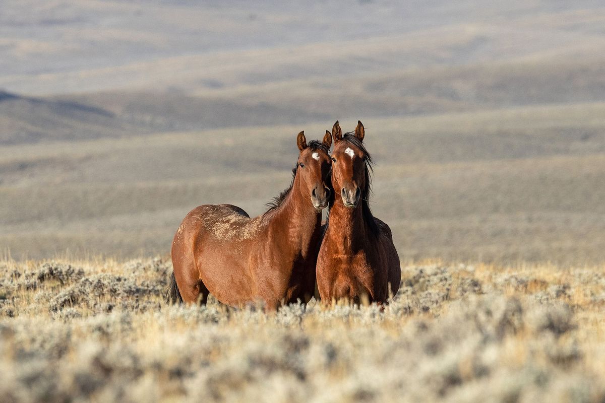 Wild Horses of Southern Wyoming