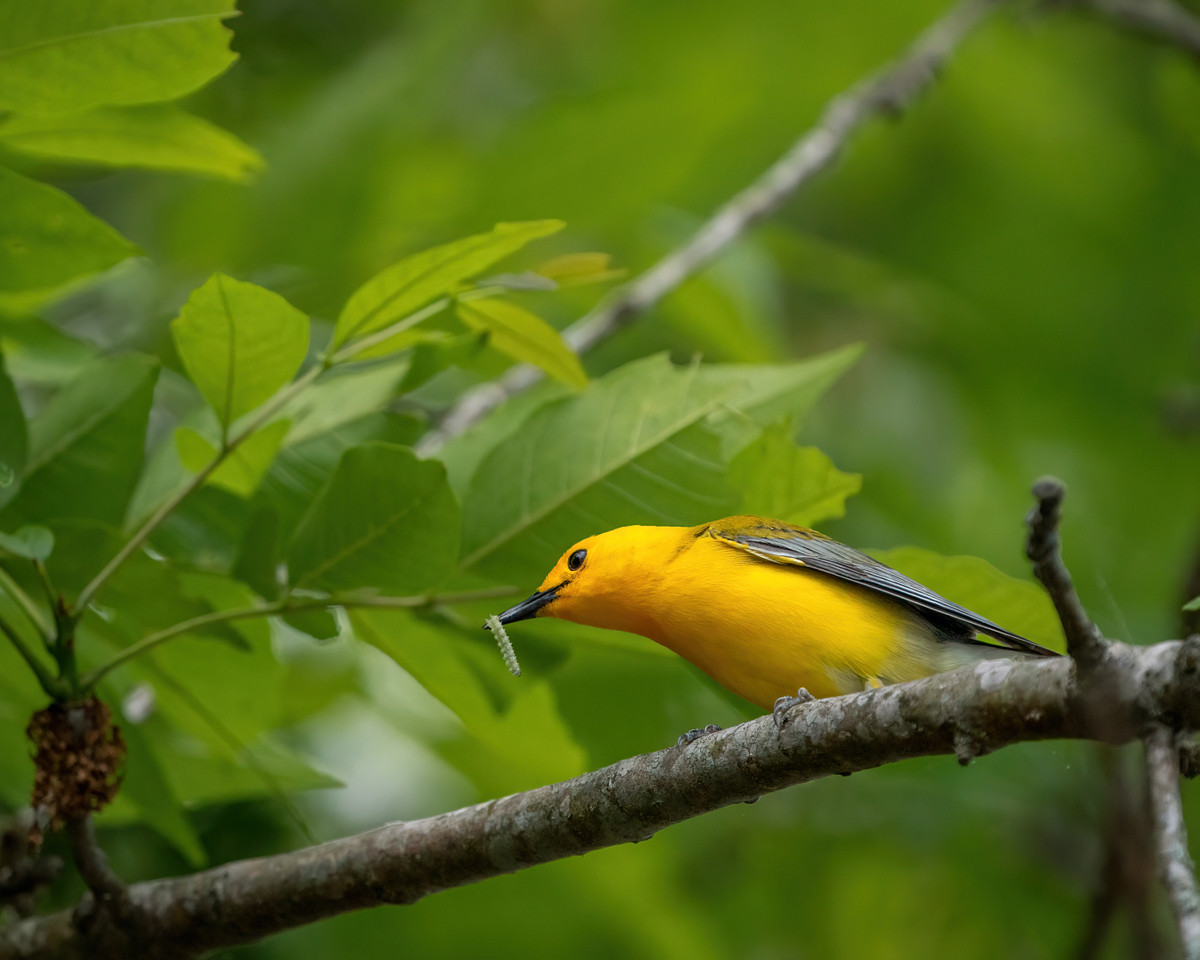 Return of the the Golden Swamp Warbler