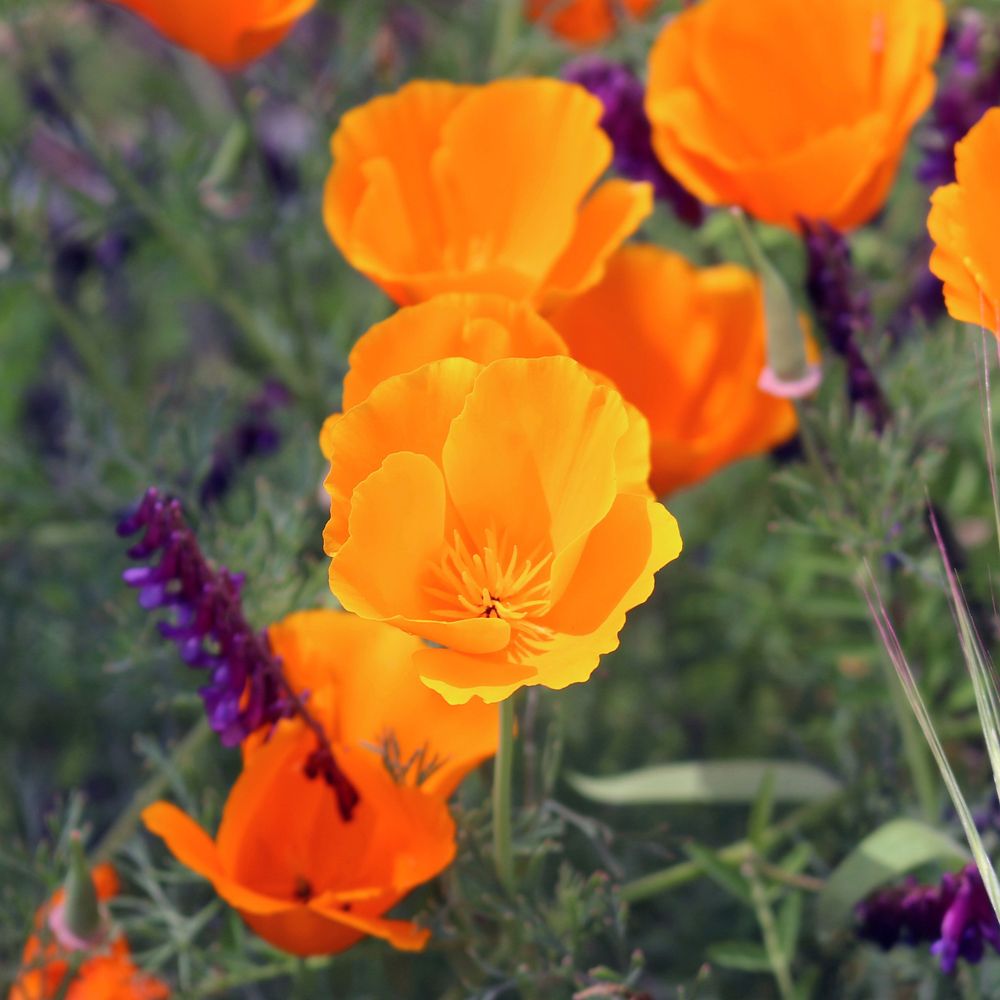Poppies