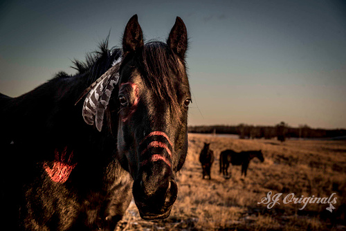 Native Horses | SJ Originals