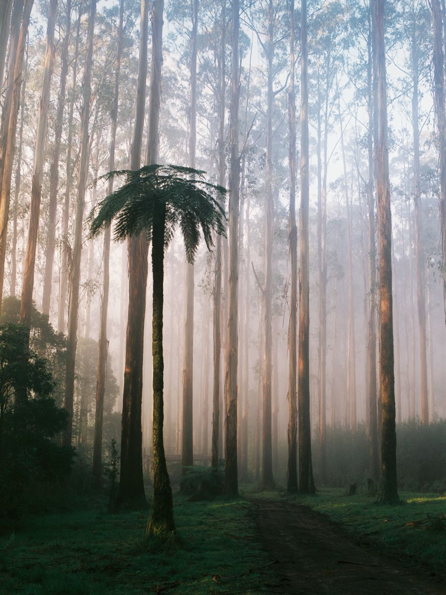 My guest article on Agfa Optima 100 film in 120