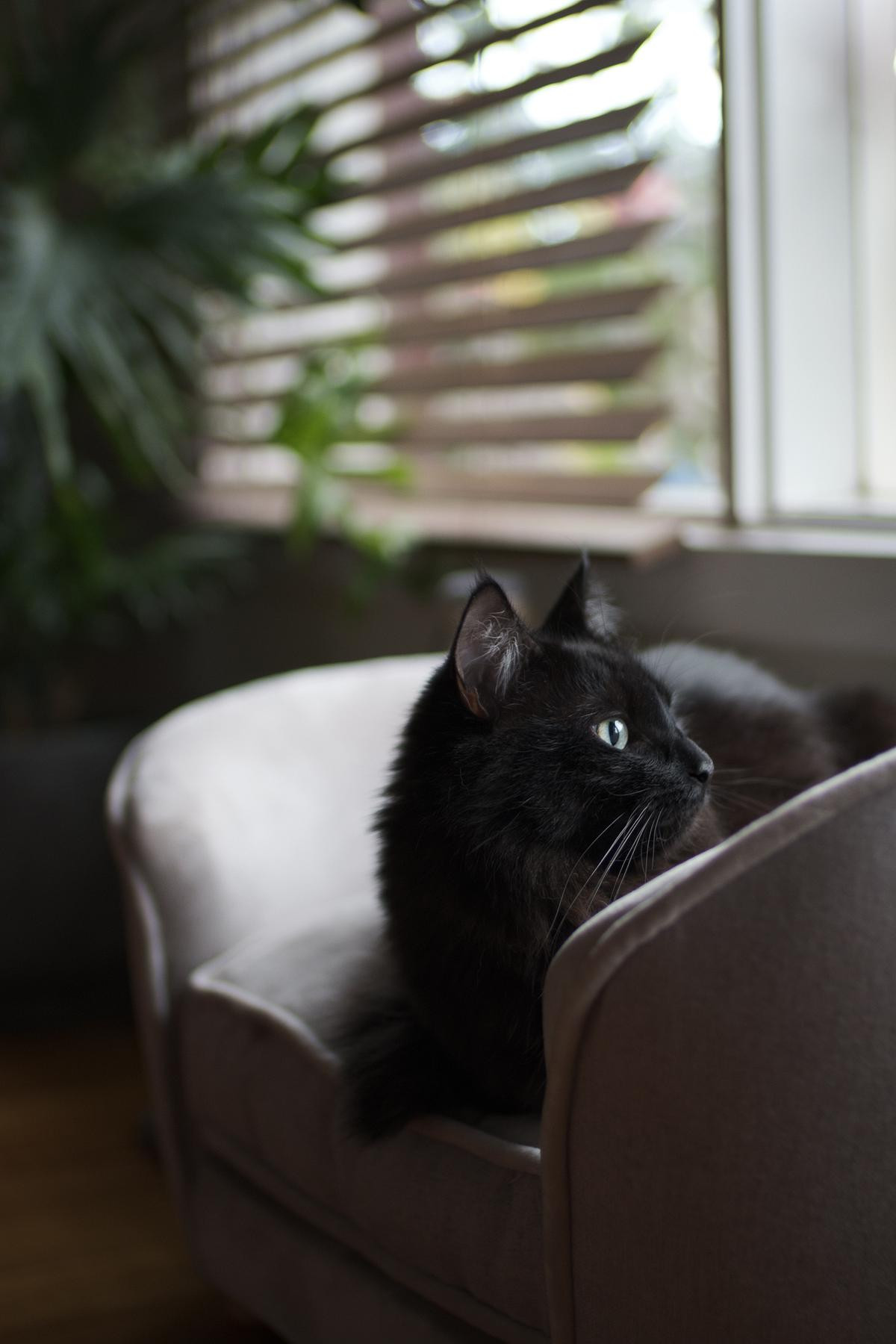 7 Artisans M35mm F1.4 Wen lens for Leica M mount