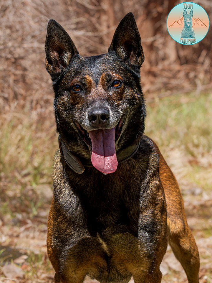 Hulk Smoke on the Water | Zion Malinois