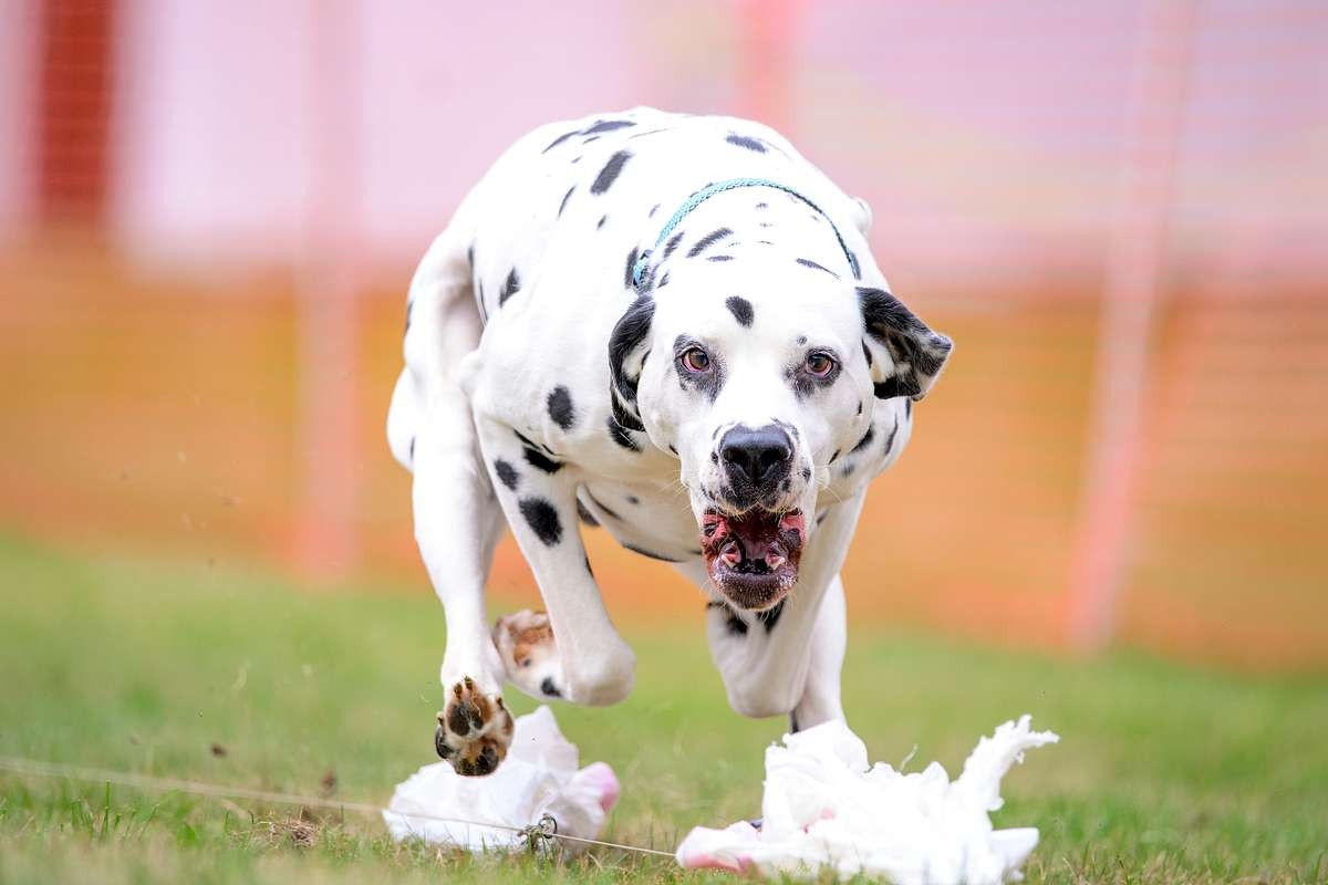 FastCAT for Beginners