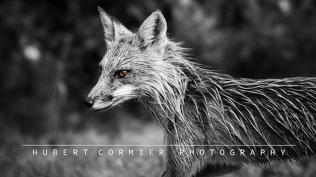 Hubert Cormier Photography - Home