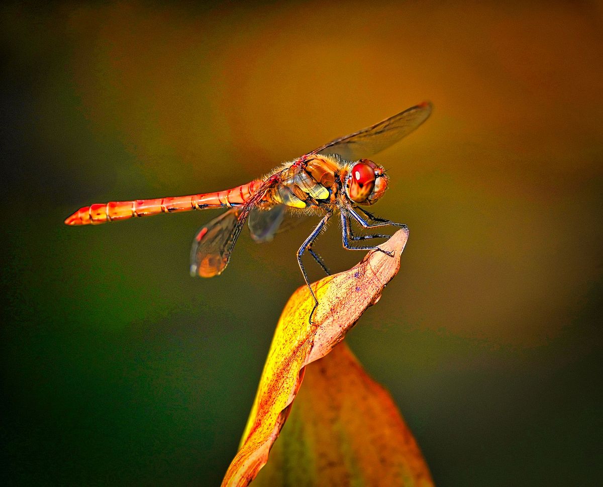 Philip Perry Art and Photography