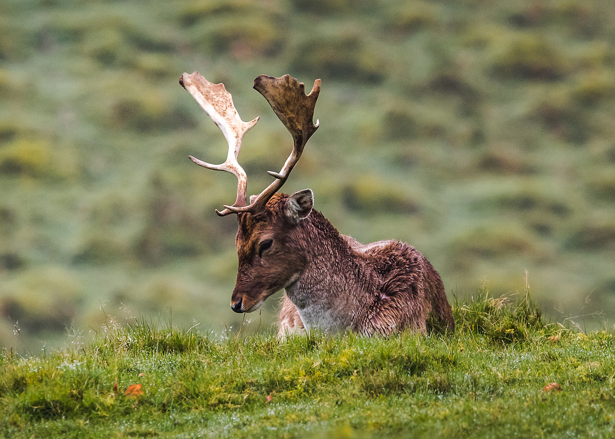 BRIGHTON WILDLIFE | Michael Steven Harris