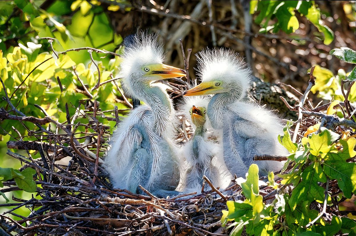 A Guide to Capturing the Elegance of Birds Through Your Lens