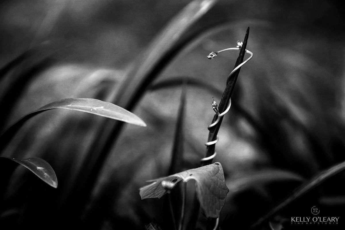 Kelly O'Leary Fine Art | The Ephemeral: Leaf And Stem