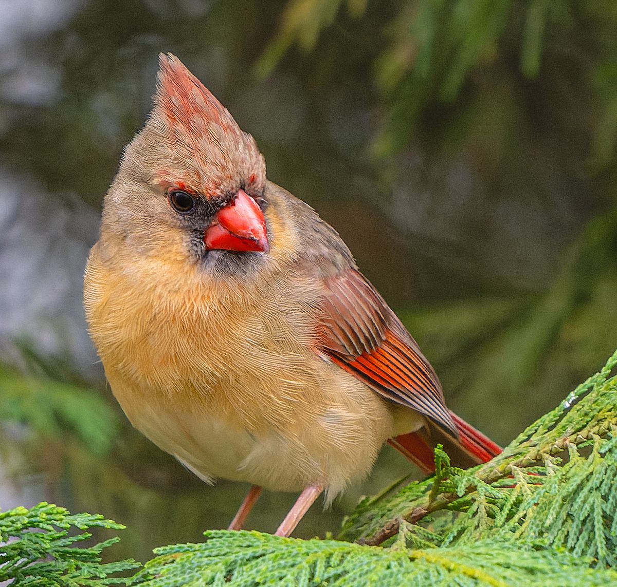 Naturally Scott | Bird and Wildlife Galleries