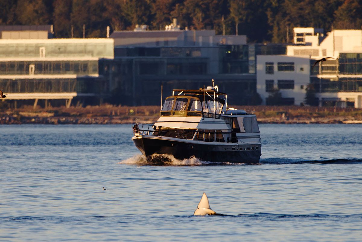 Elliott Bay Orcas