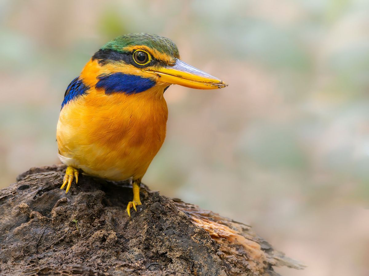 Asian birds | Richard Cook Photography