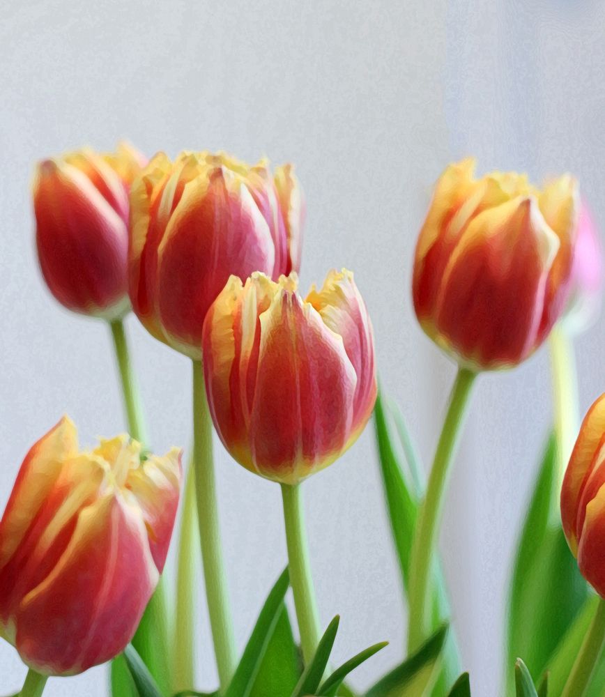 Tulips